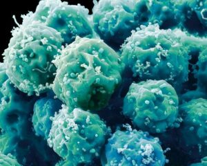 Biological Development: Stages, Factors, and Impacts